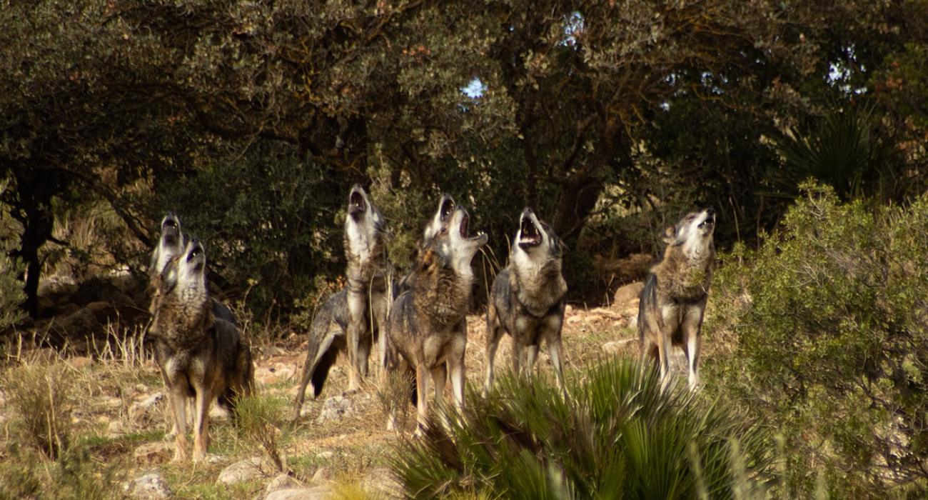 Lobo Park en Antequera: visita un parque natural de lobos